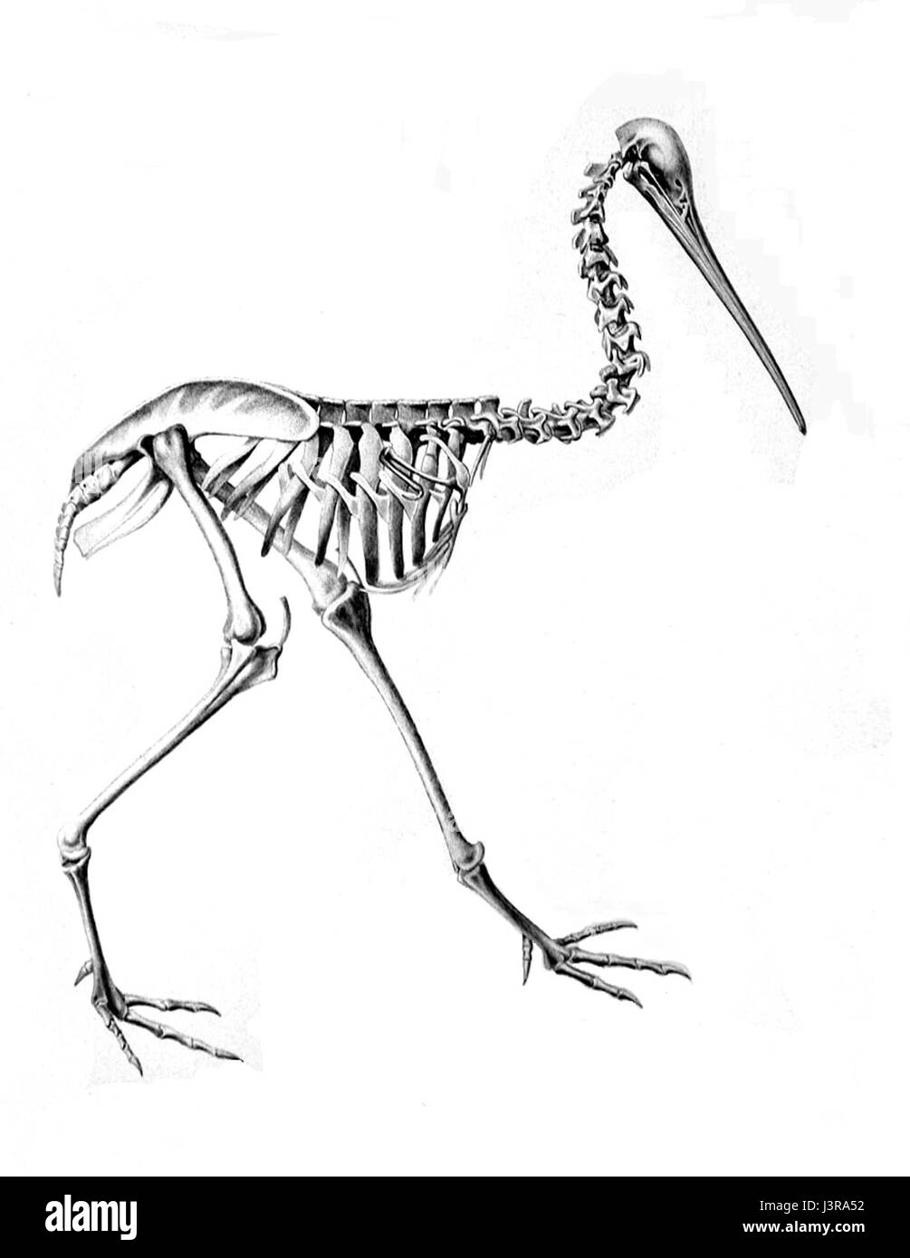 The term 'KiwiSkelett' likely refers to a skeletal structure of a kiwi ...