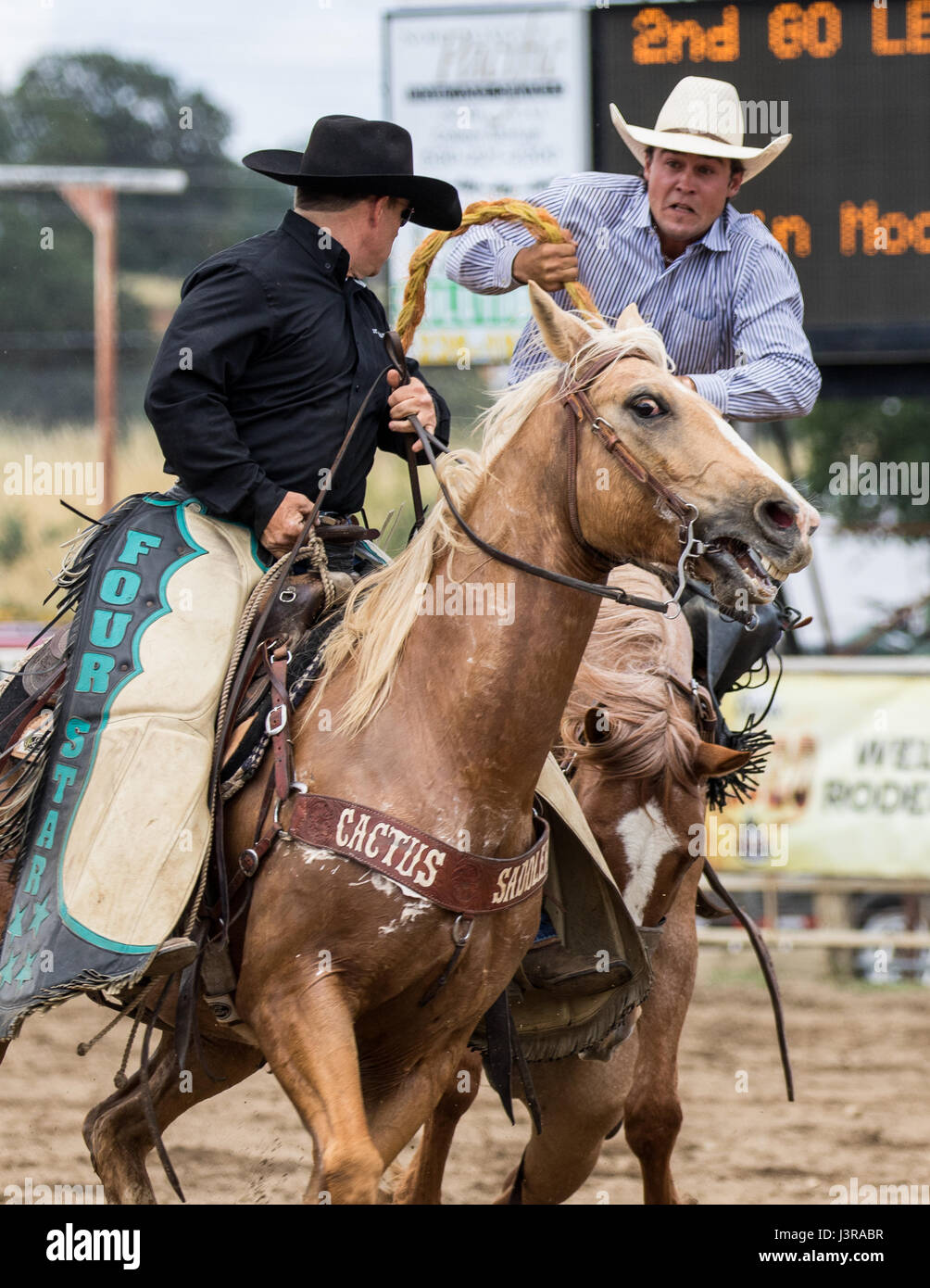 Rodeo action in Cottonwood, California Stock Photo - Alamy