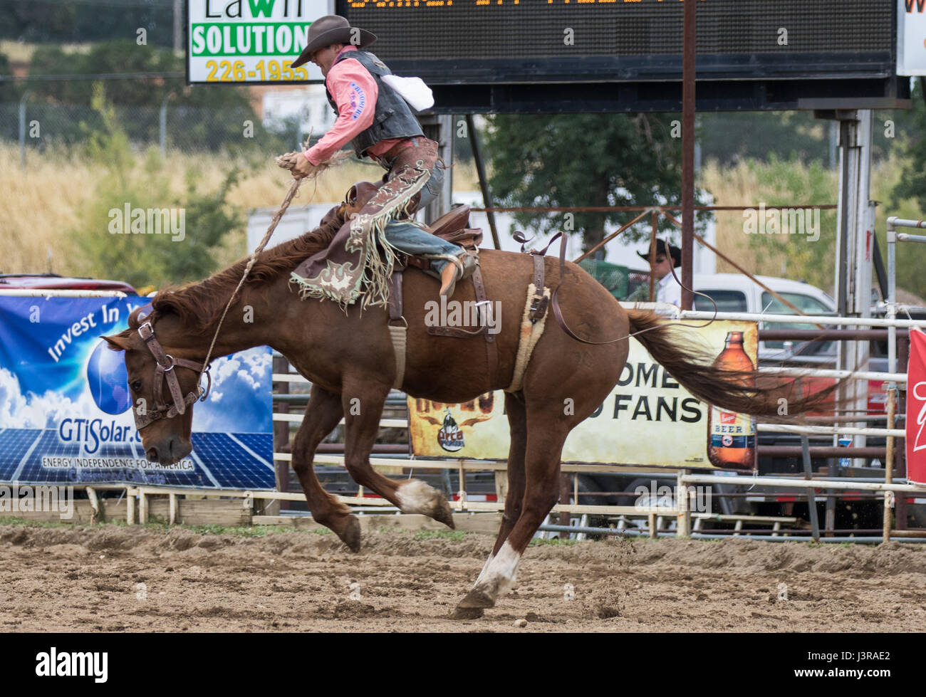 Bucking pony hi-res stock photography and images - Alamy