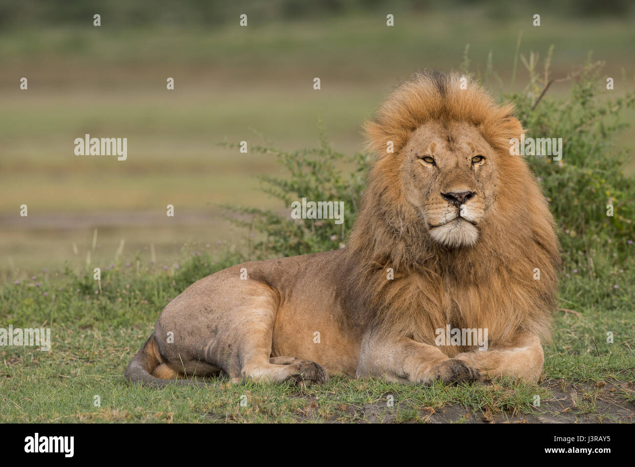 Male lion, Tanzania Stock Photo - Alamy