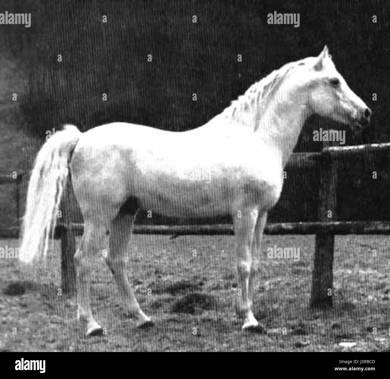 Full piece Black and White Stock Photos & Images - Alamy