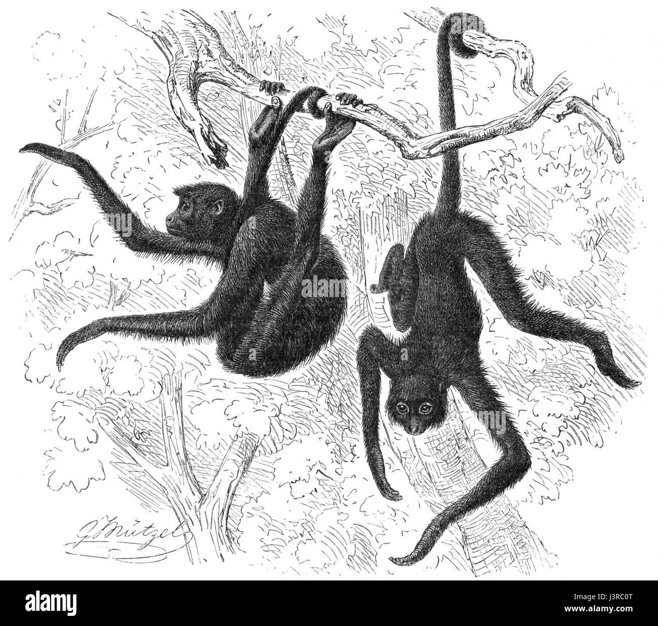 Primate drawing Cut Out Stock Images & Pictures - Alamy
