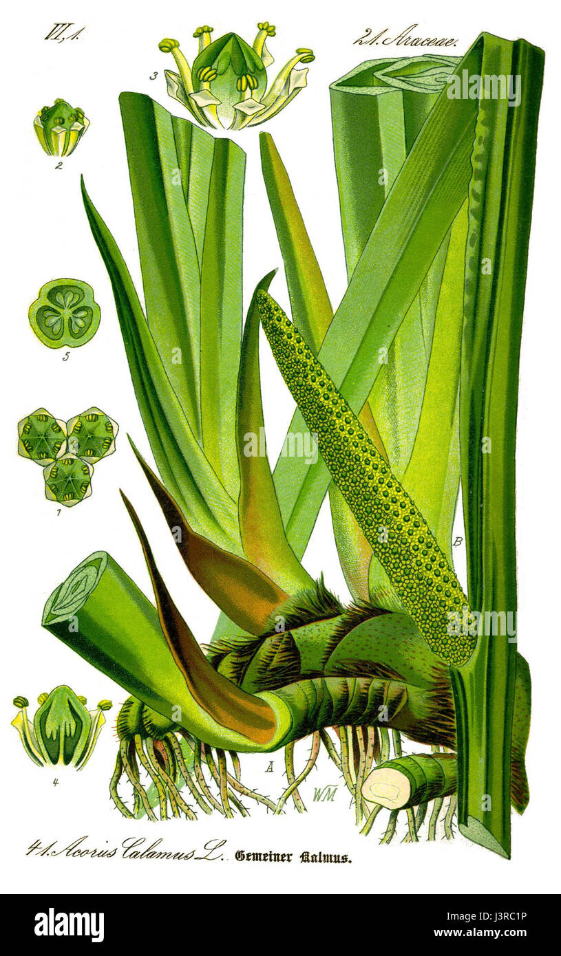 The illustration of *Acorus calamus*, commonly known as sweet flag ...