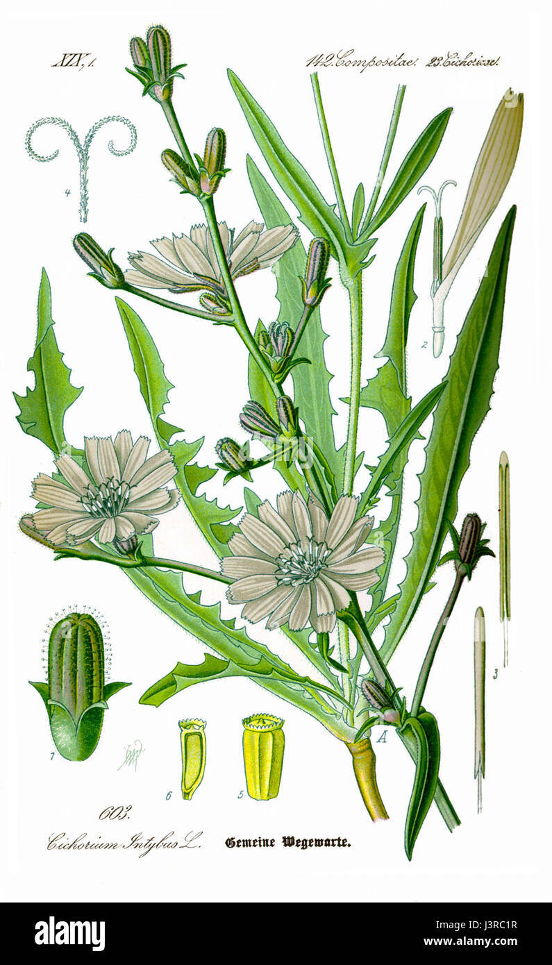 A botanical illustration of Cichorium intybus, commonly known as ...