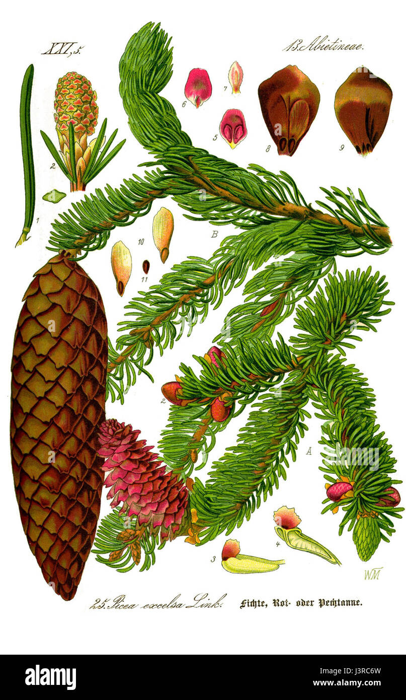 The illustration of Picea abies, commonly known as Norway Spruce, presents a detailed depiction ...