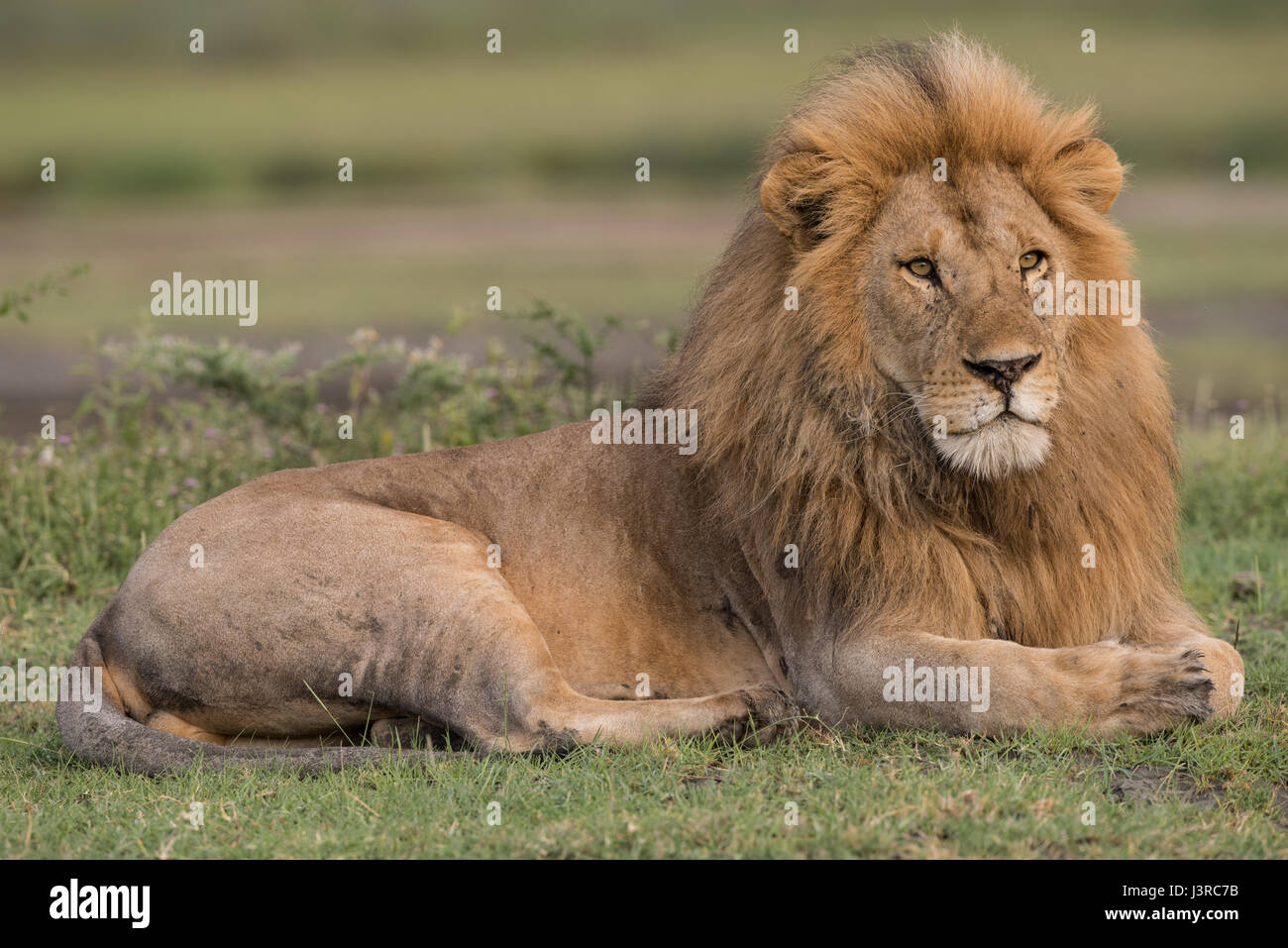 Male lion, Tanzania Stock Photo - Alamy