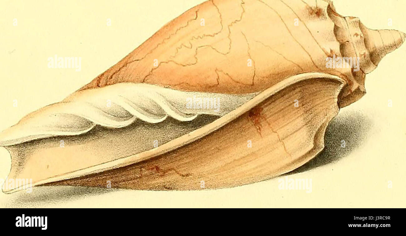 "Exotic conchology; or, Figures and descriptions of rare, beautiful, or ...