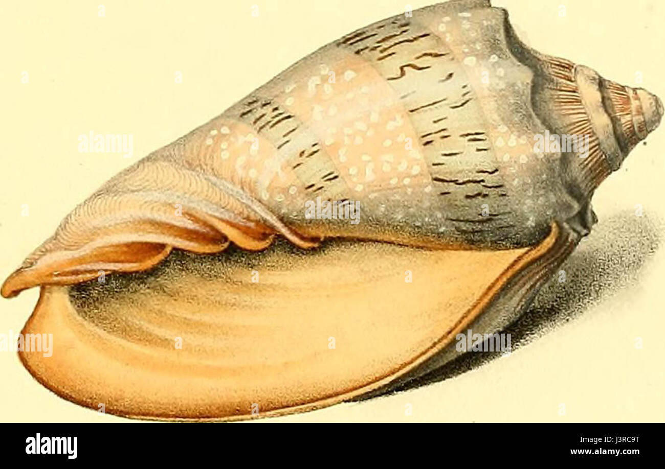 "Exotic conchology; or, Figures and descriptions of rare, beautiful, or ...