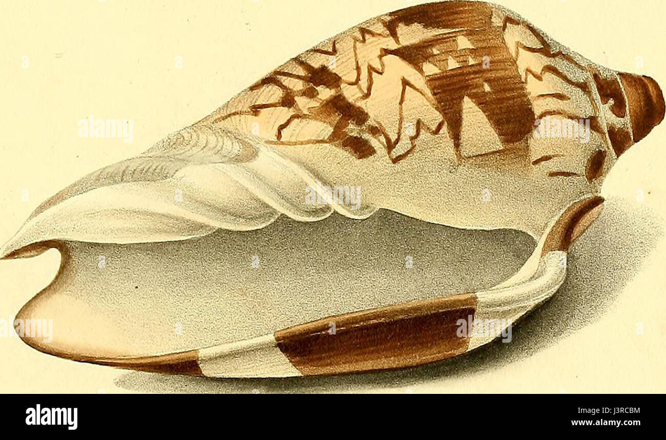 "Exotic conchology; or, Figures and descriptions of rare, beautiful, or ...