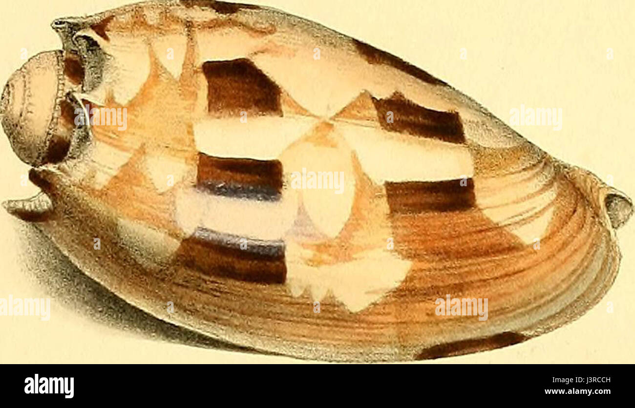 "Exotic conchology; or, Figures and descriptions of rare, beautiful, or ...