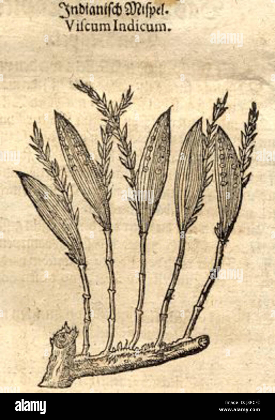 'Jndianisch Mispel' refers to the Indian medlar, a plant species known ...