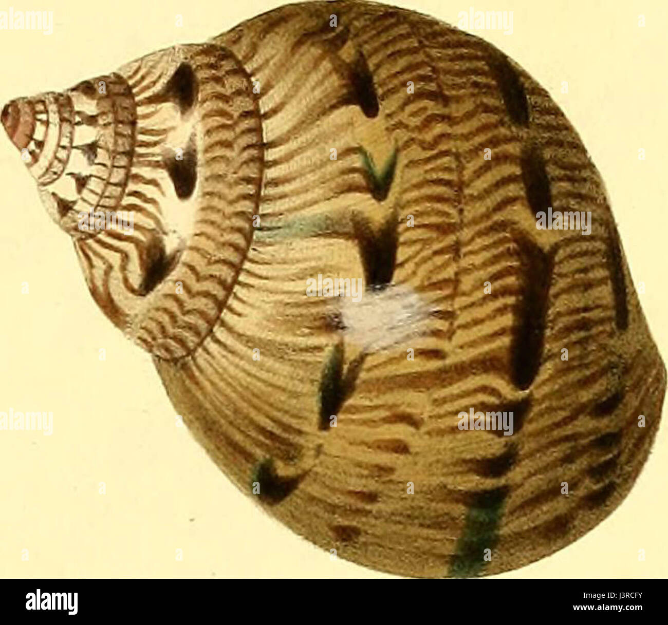 "Exotic conchology; or, Figures and descriptions of rare, beautiful, or ...