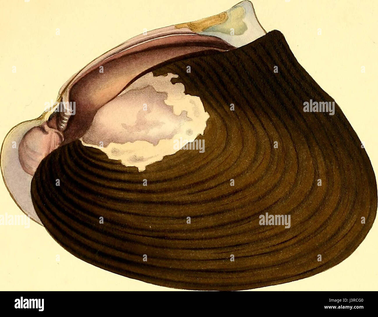 "Exotic conchology; or, Figures and descriptions of rare, beautiful, or ...