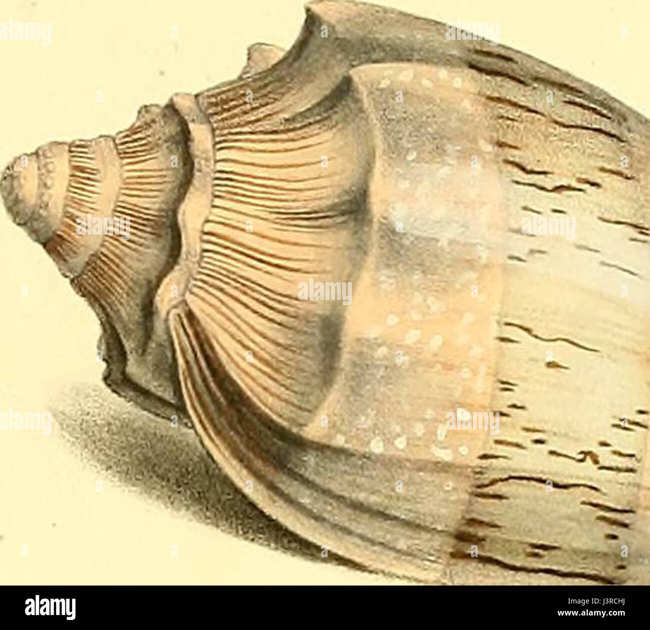 "Exotic conchology; or, Figures and descriptions of rare, beautiful, or ...