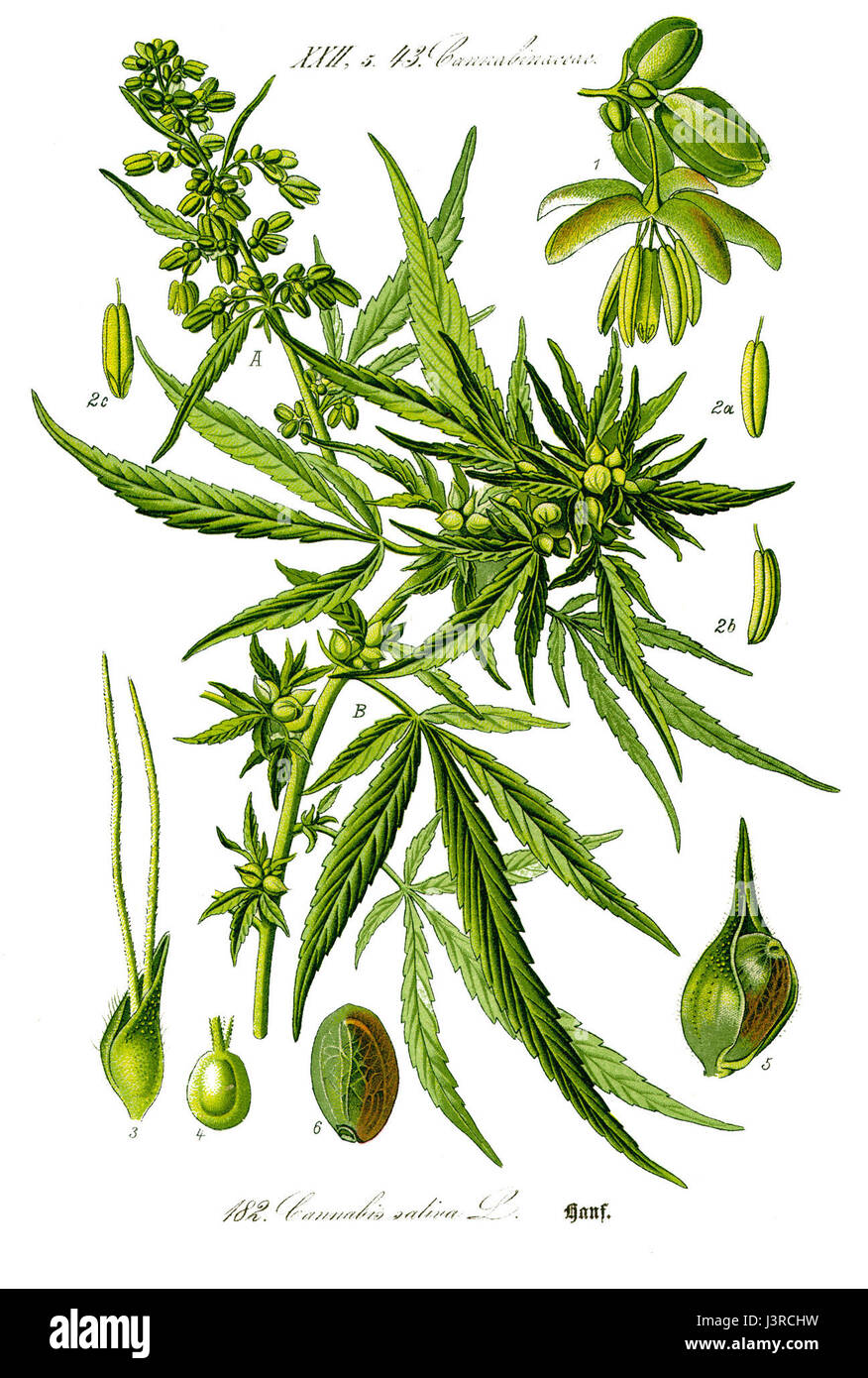 Cannabis species hi-res stock photography and images - Alamy