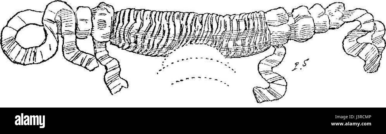 Photograph of an Infula, a traditional Roman priestly headband, used in ...