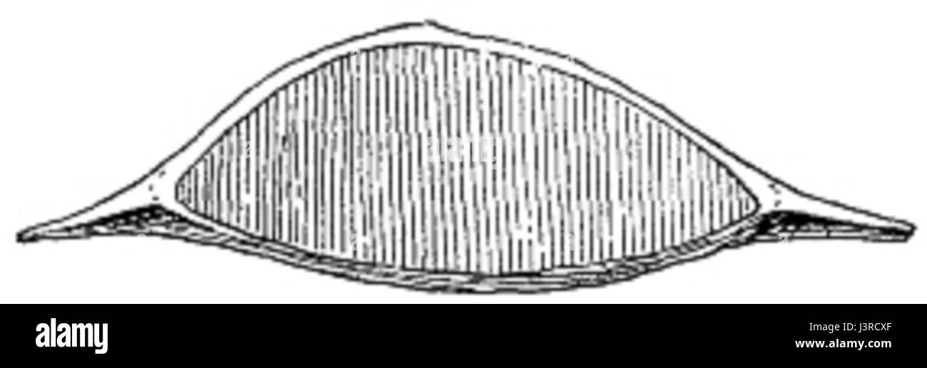 Jaekel Jaekelopterus rhenaniae Fig. 1 Stock Photo - Alamy