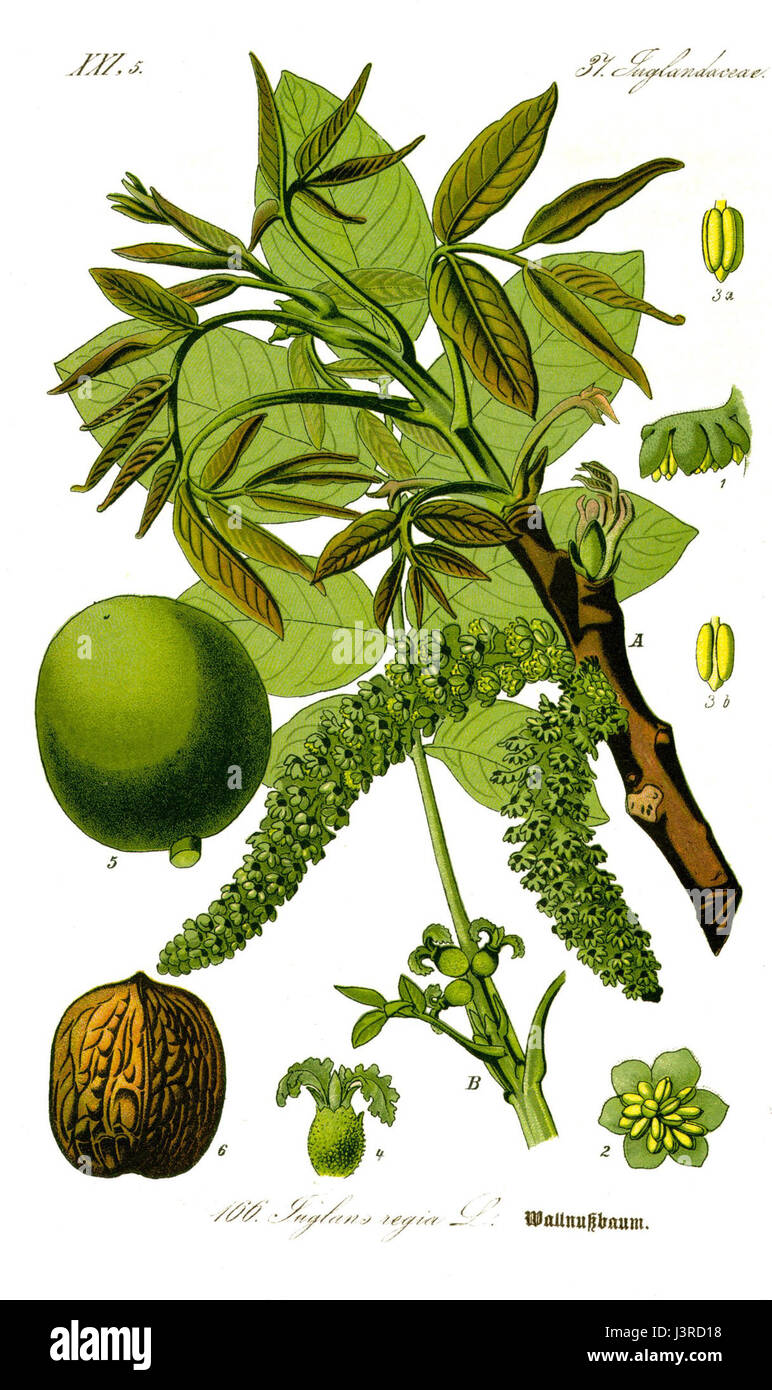 Walnut juglans regia botany hi-res stock photography and images - Alamy