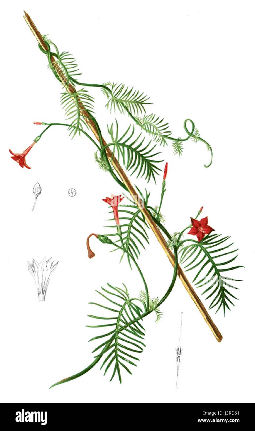 This image shows a detailed representation of the Ipomoea quamoclit ...