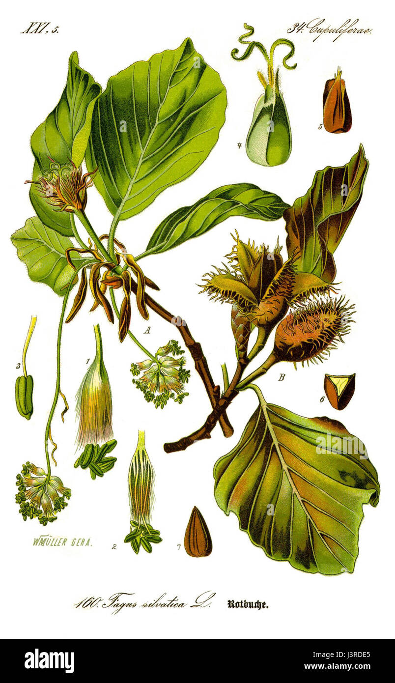 Fagus sylvatica illustration Cut Out Stock Images & Pictures - Alamy