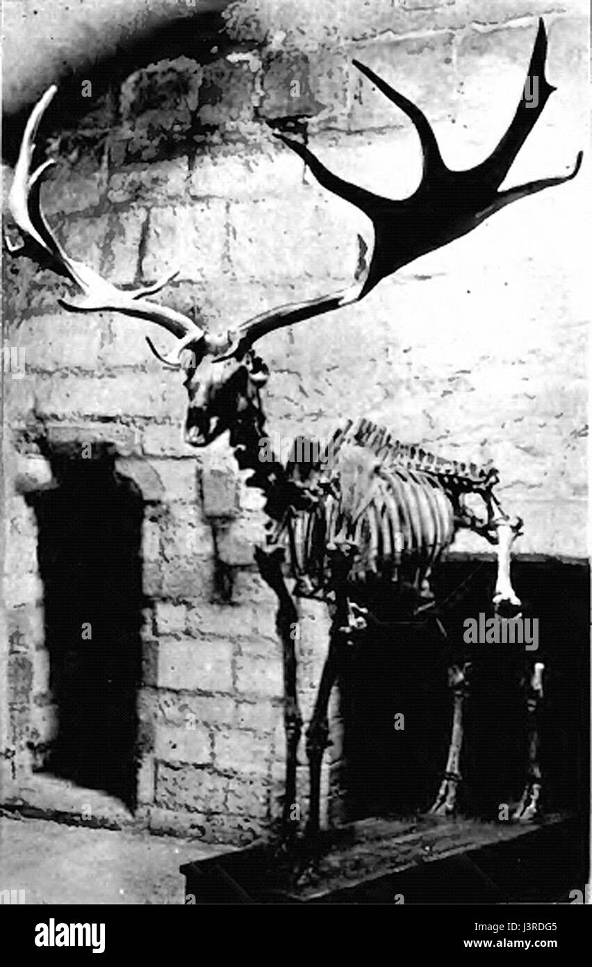 This image depicts the skeleton of an Irish Elk, a prehistoric species ...