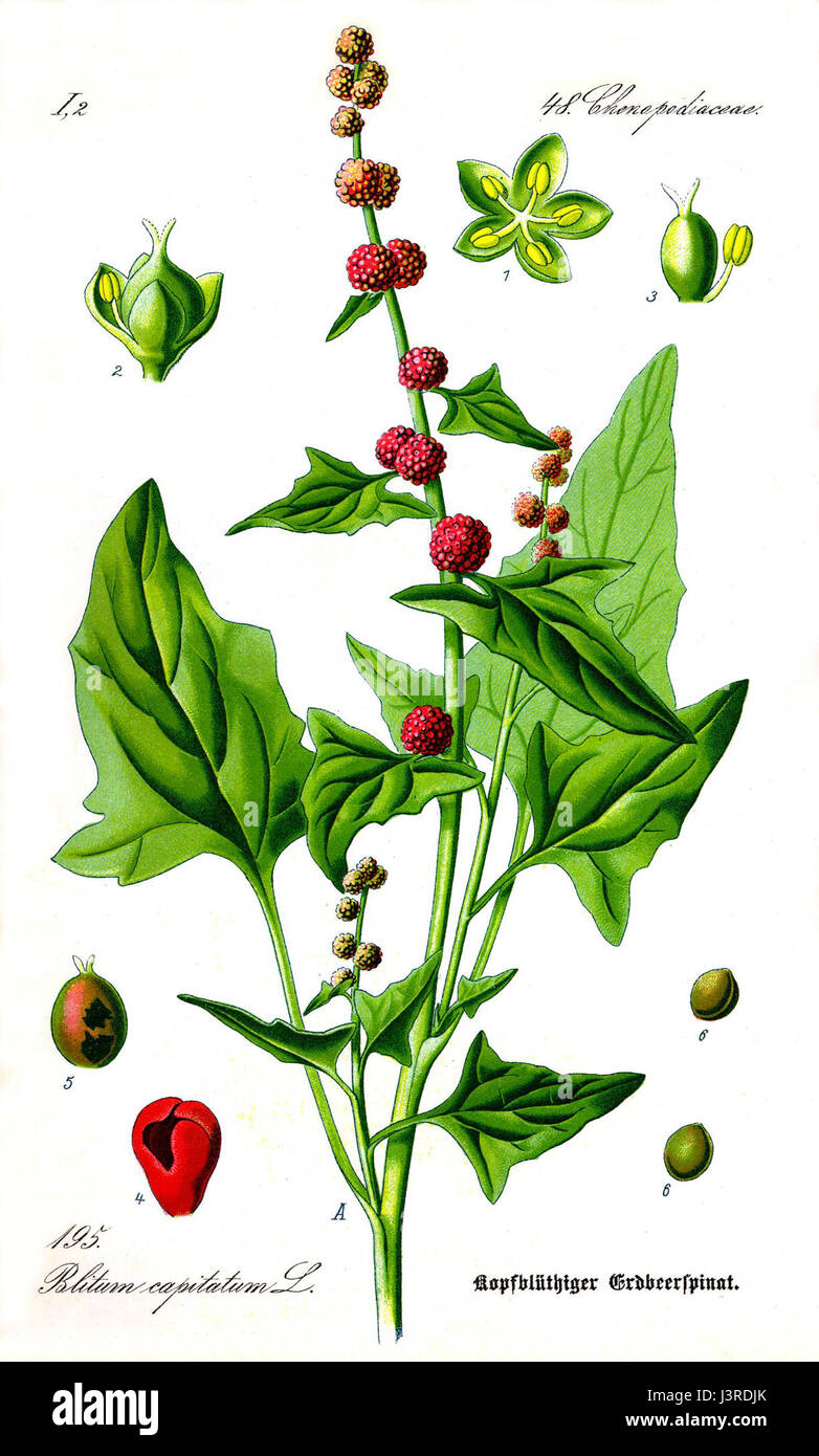 This illustration depicts *Blitum capitatum*, a plant species known for ...