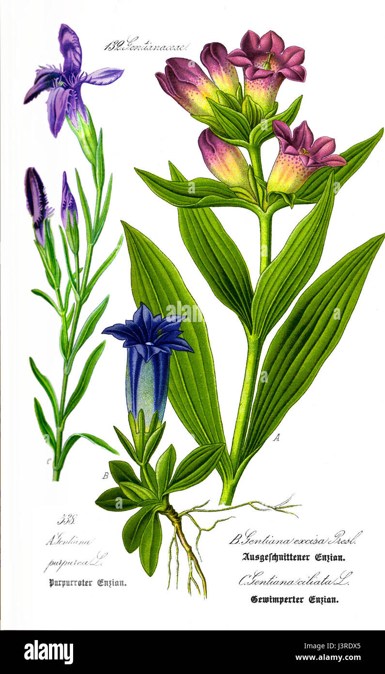 Gentiana Illustration High Resolution Stock Photography and Images - Alamy