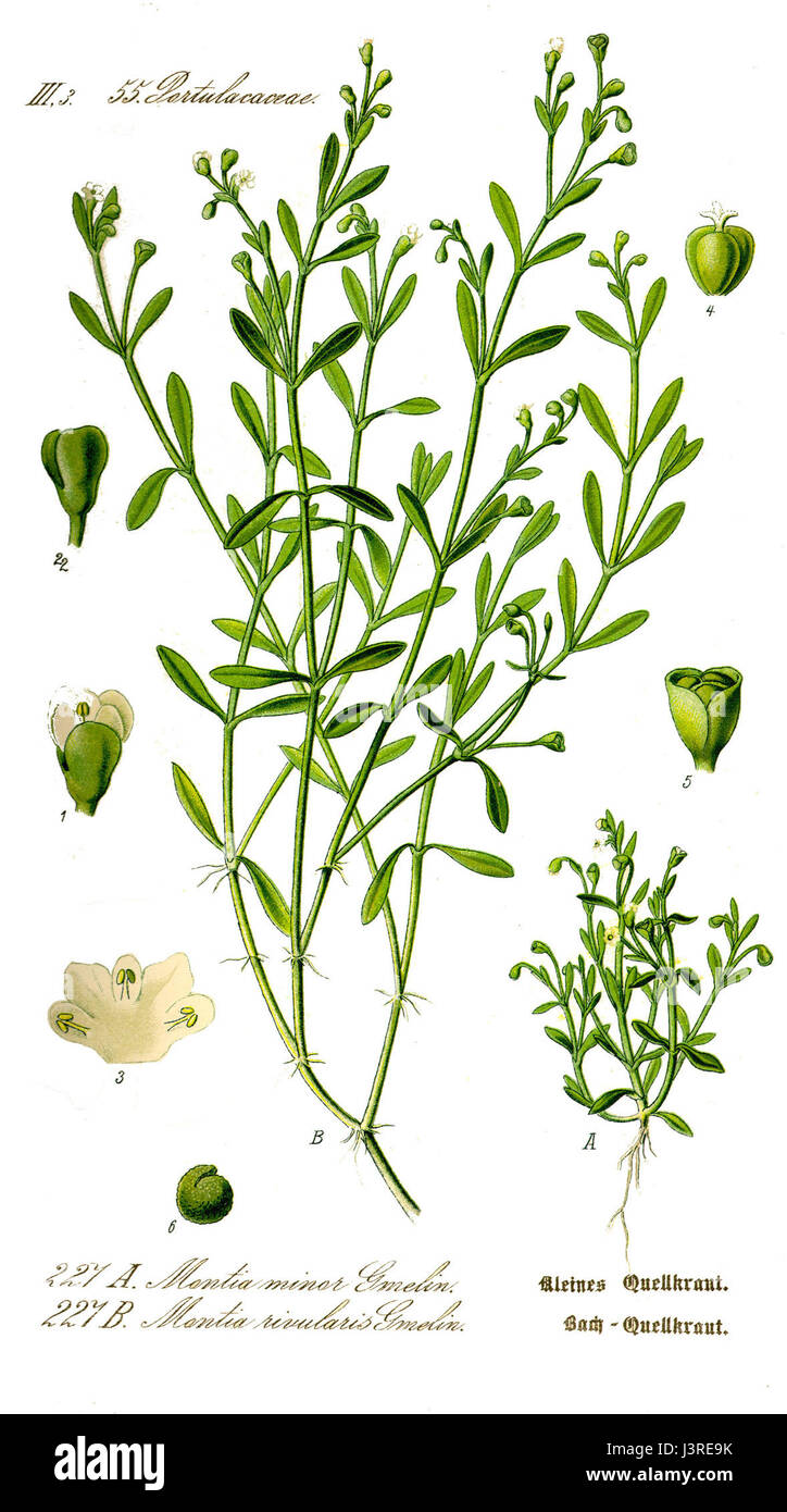 Polycarpon polycarpoides is a species of plant. This clean illustration ...