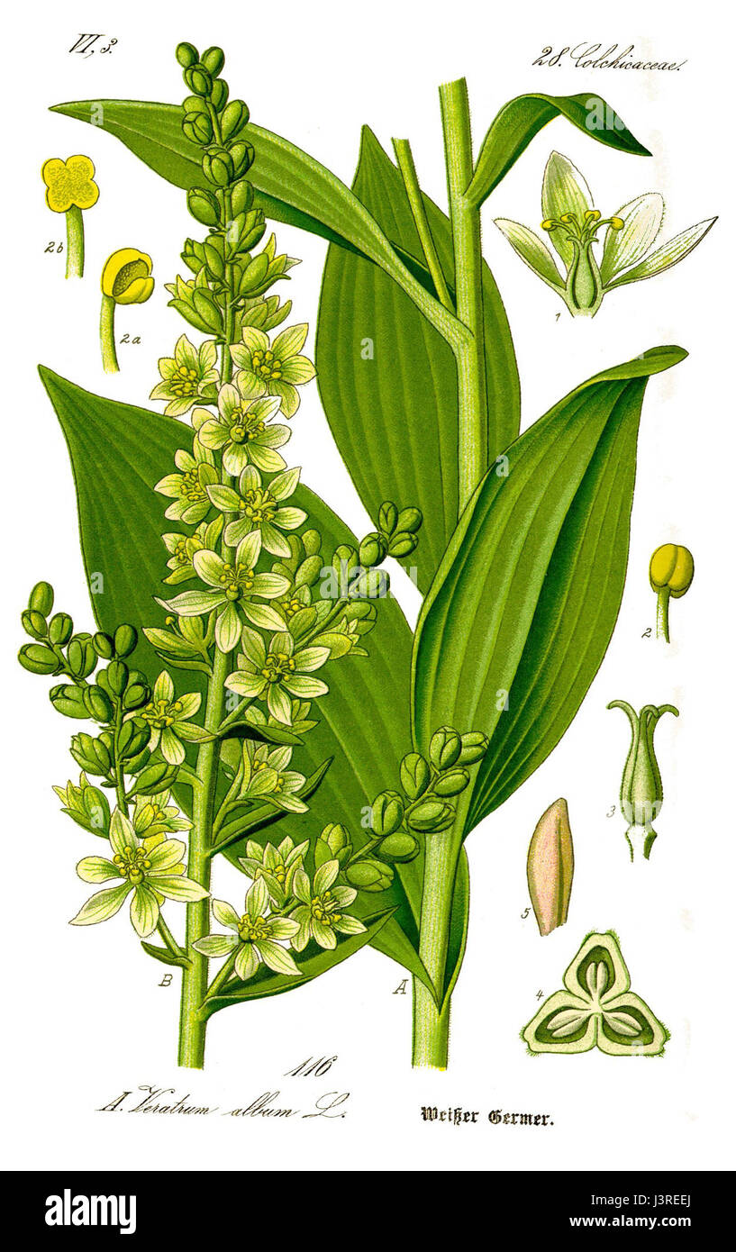 The illustration depicts Veratrum album, also known as white hellebore ...
