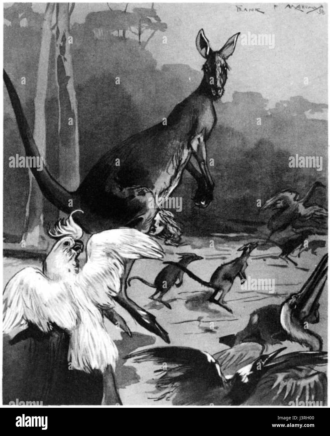 A detailed illustration of a kangaroo, providing insight into the ...