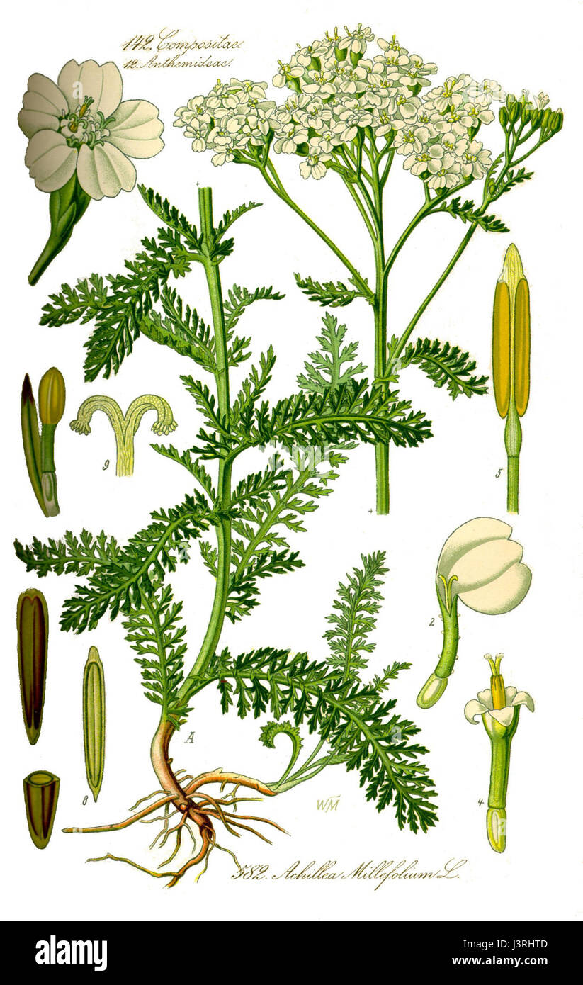 (achillea millefolium) botanical art hi-res stock photography and ...