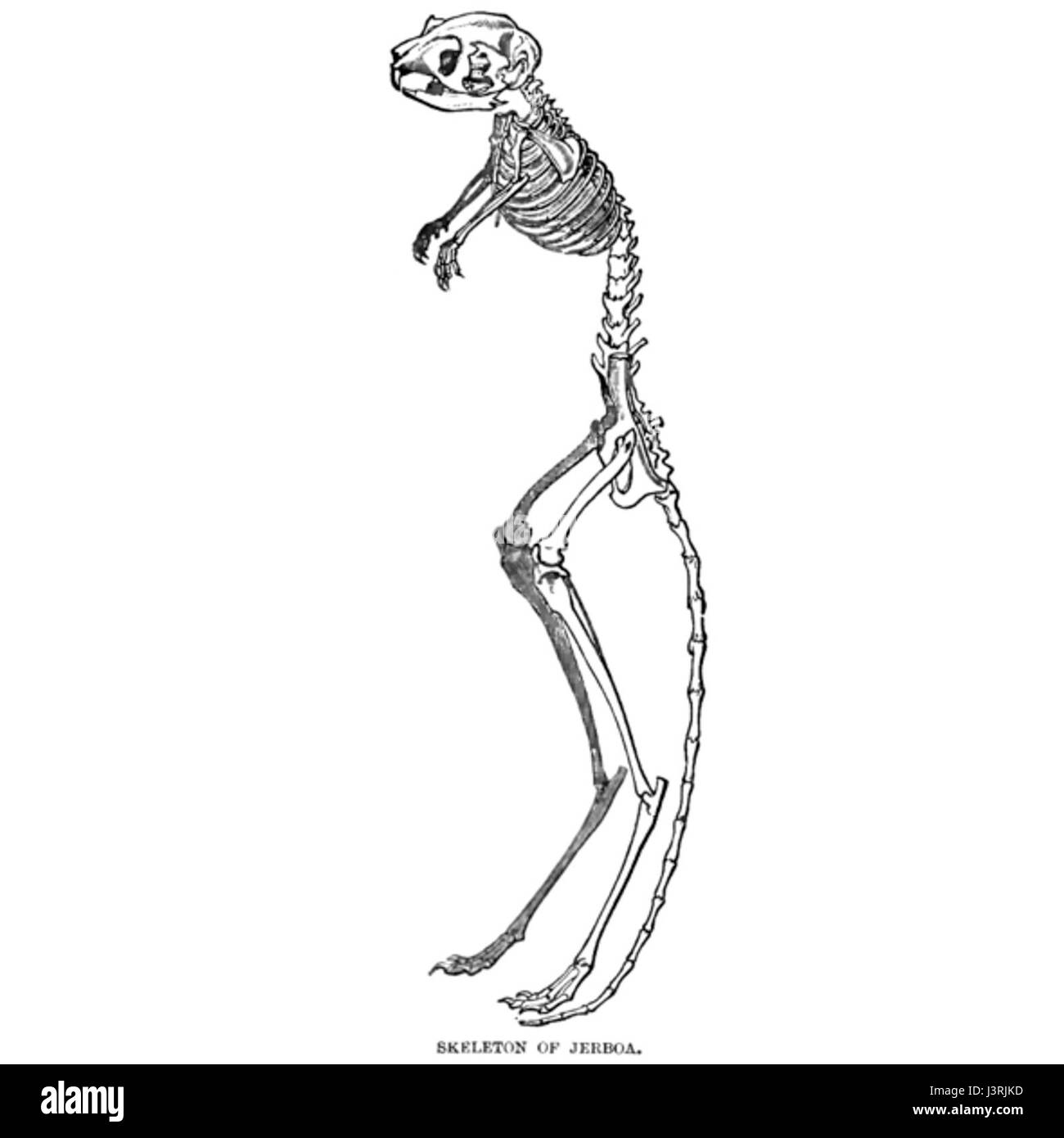 Jaculus Black and White Stock Photos & Images - Alamy