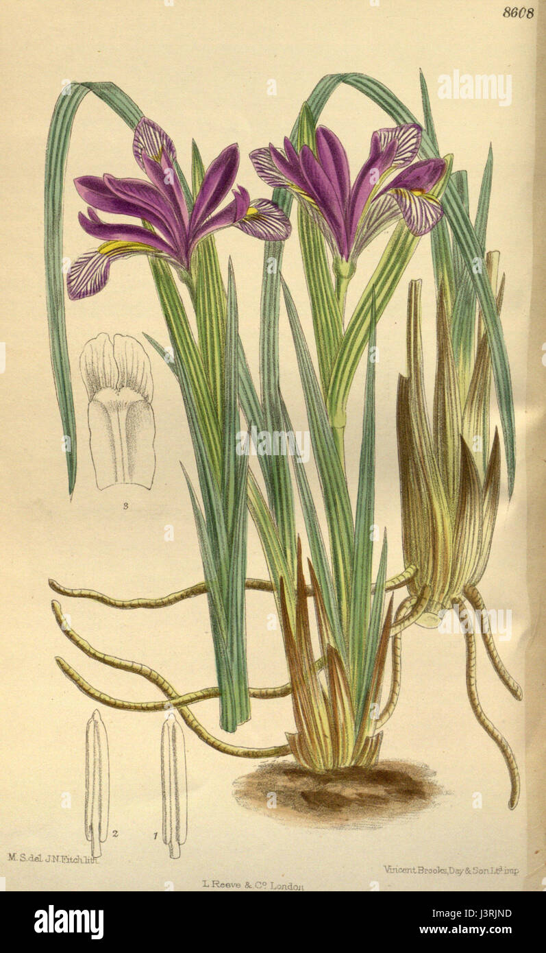 Iris flowering plants hi-res stock photography and images - Alamy
