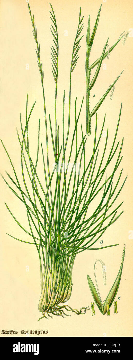 Illustration Nardus stricta0 Stock Photo - Alamy
