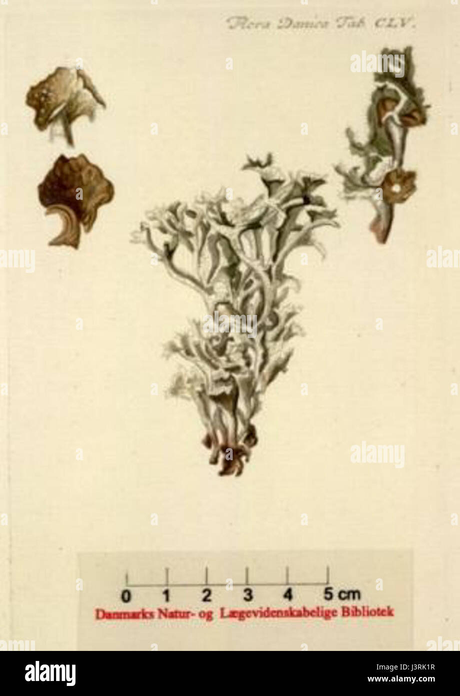 Islandslav Flora Danica is a botanical work that explores the plant ...