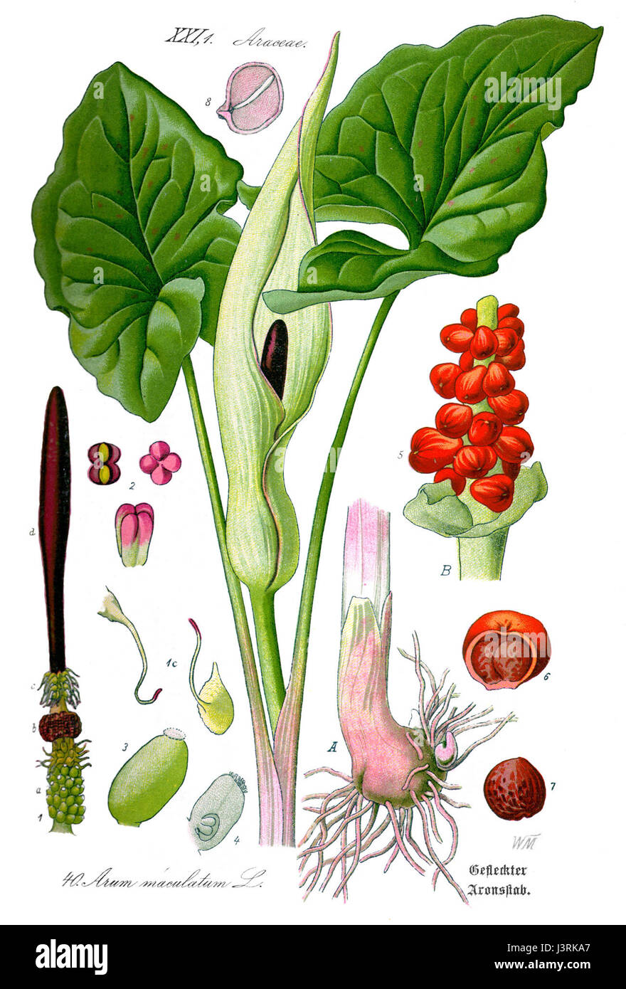 The illustration of Arum maculatum, commonly known as wild arum or ...