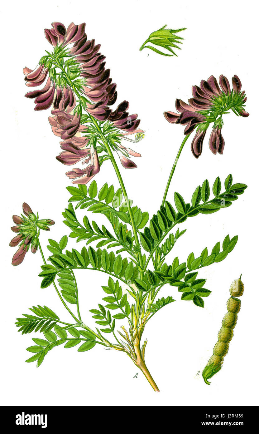 This illustration depicts the plant species Hedysarum hedisaroides ...