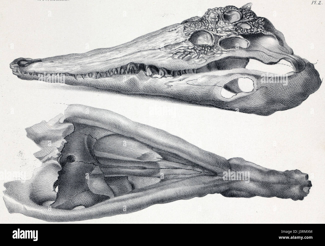 Kentisuchus is an extinct genus of crocodyliform reptiles known for its ...