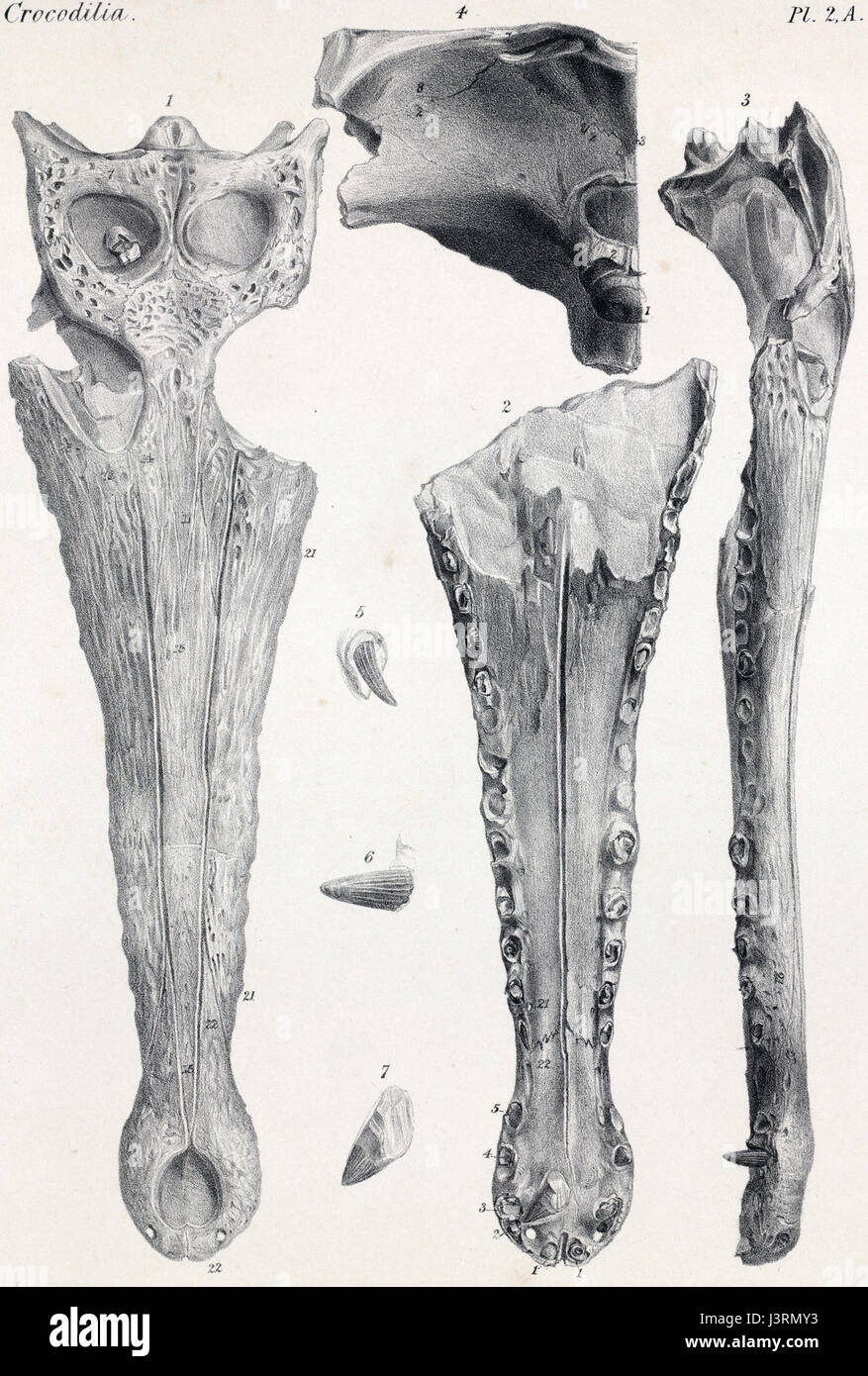 Kentisuchus champsoides is an extinct species of crocodyliform that ...