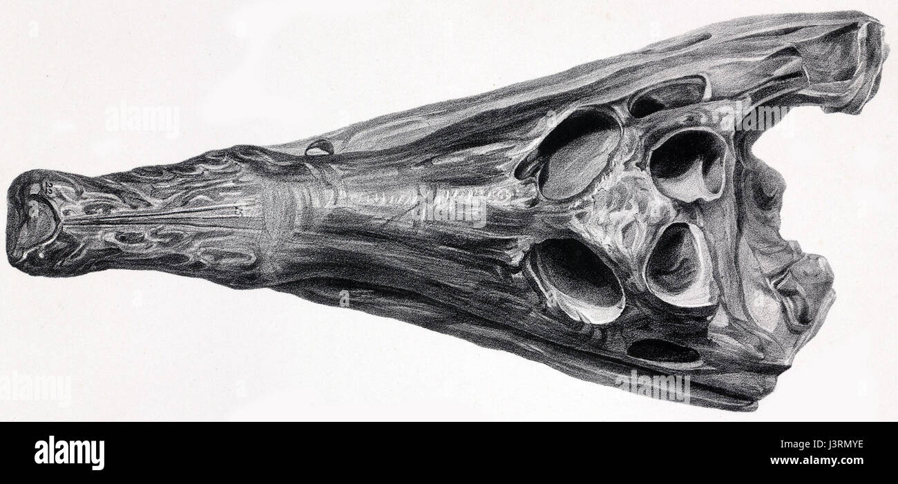 Toliapicus hi-res stock photography and images - Alamy