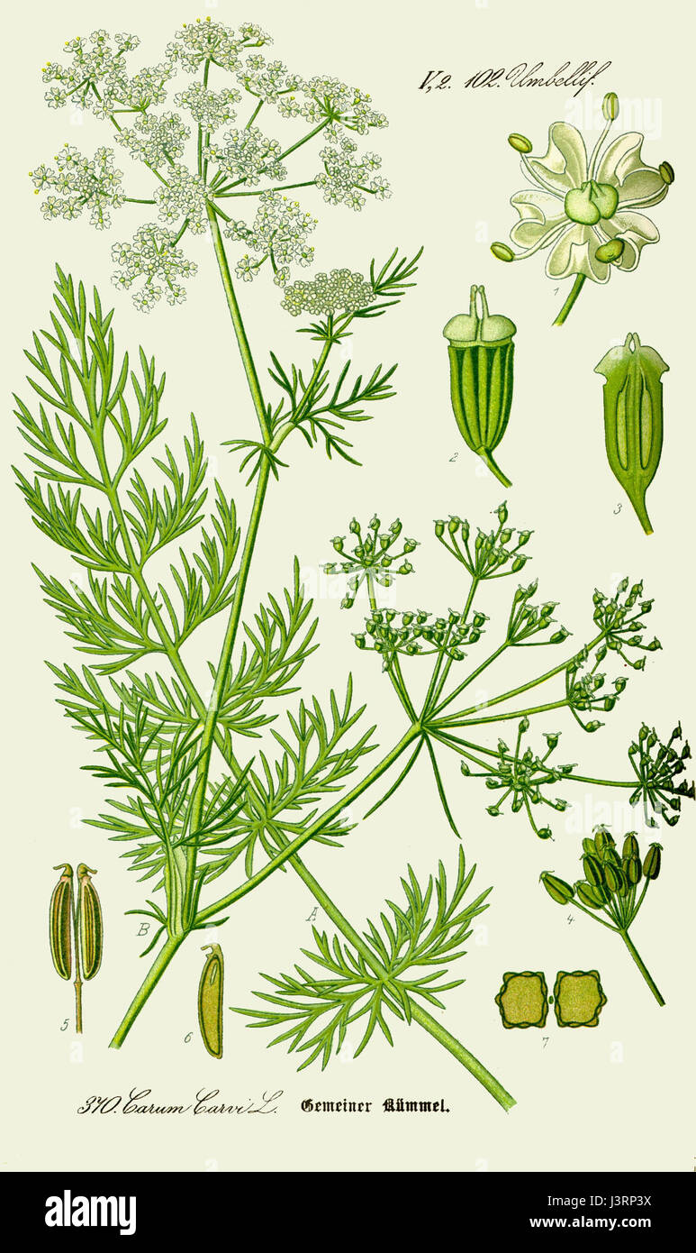 Illustration Carum carvi retuschiert Stock Photo - Alamy