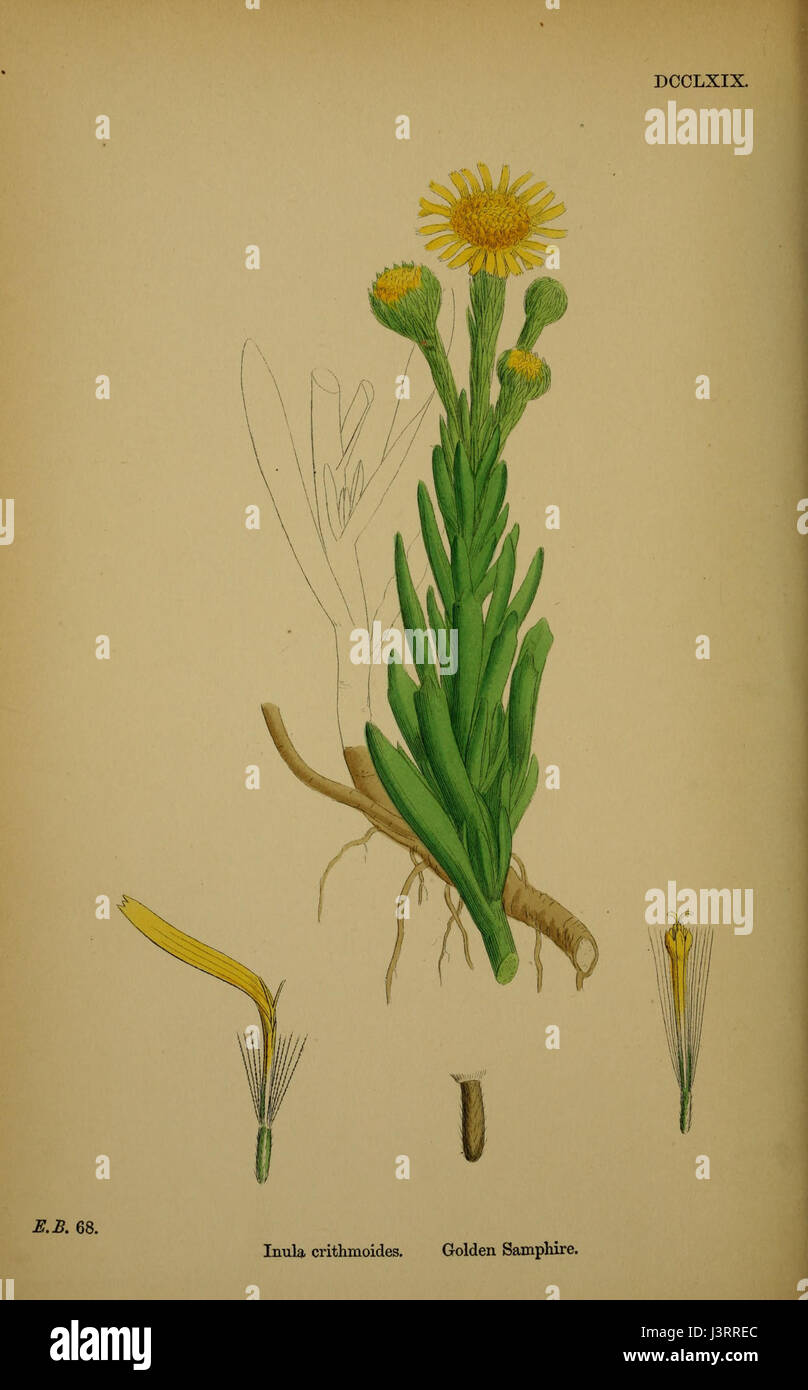 Inula illustration hi-res stock photography and images - Alamy