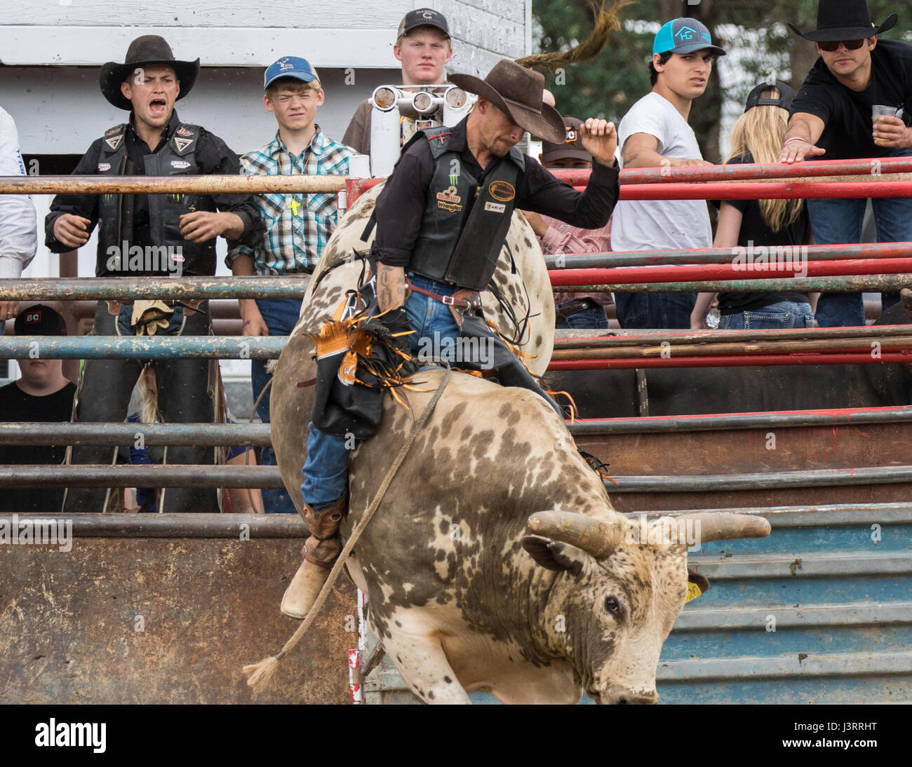 Rodeo action in Cottonwood, California Stock Photo - Alamy