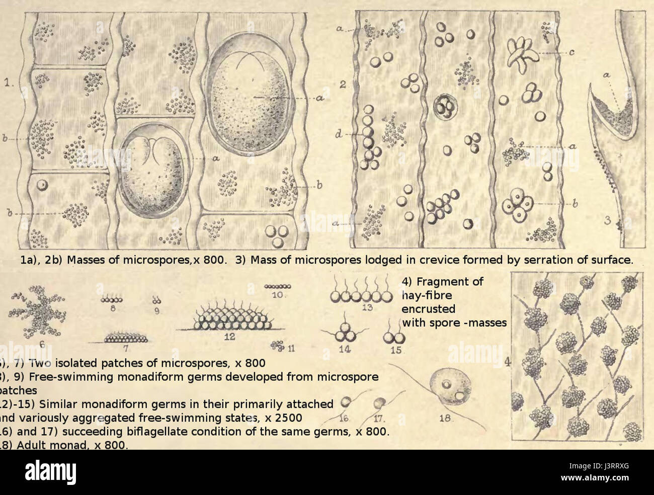 Kamera hi-res stock photography and images - Alamy