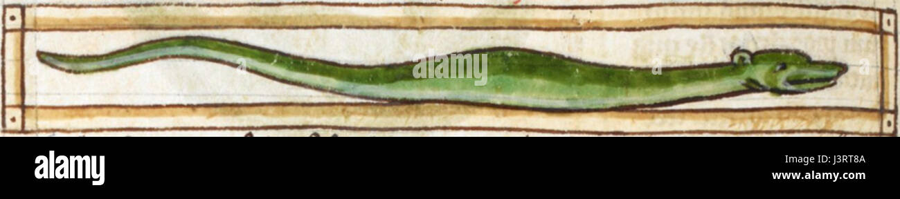 Jaculus not snake hi-res stock photography and images - Alamy