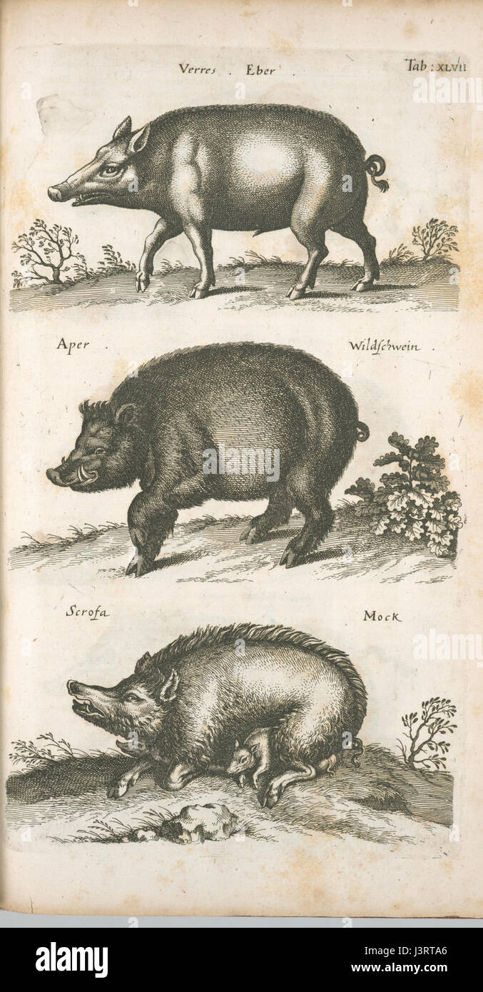 Eber hi-res stock photography and images - Alamy