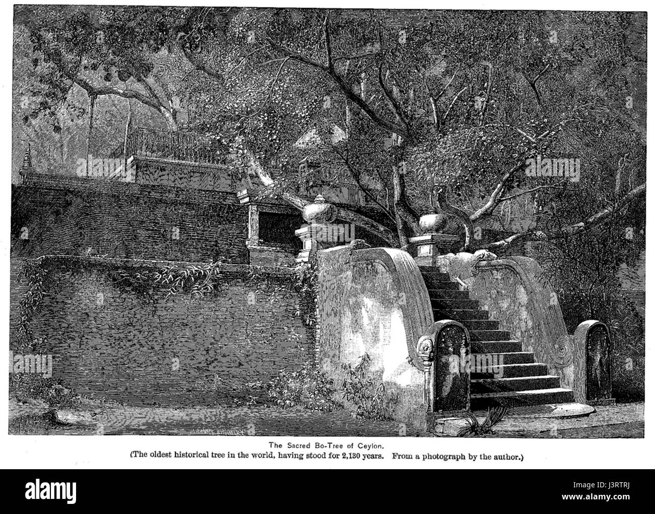 Jaya sri maha bodhi tree Black and White Stock Photos & Images - Alamy