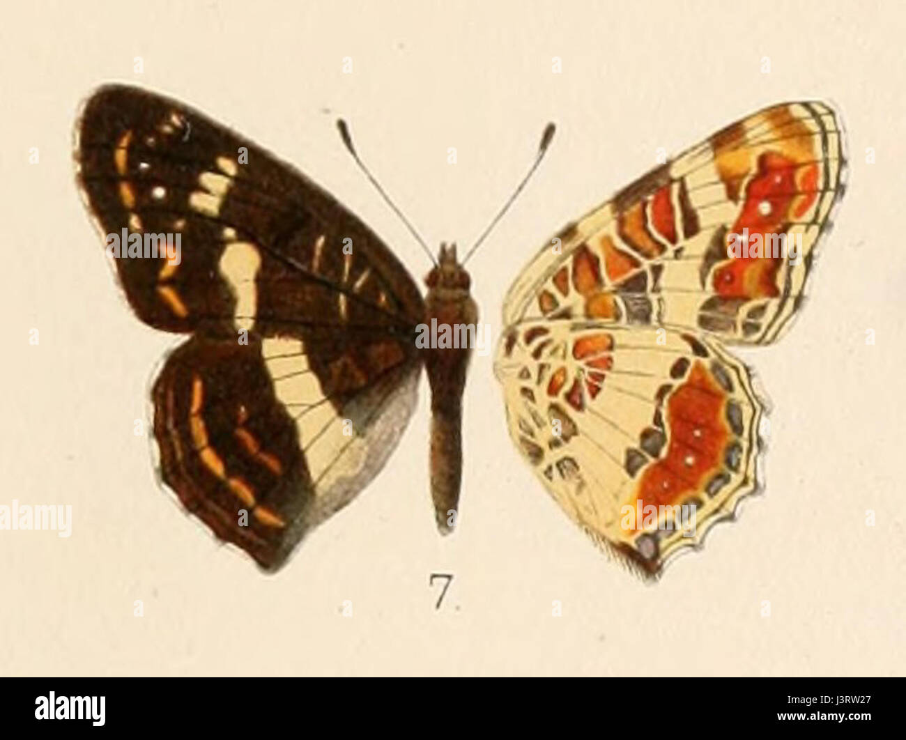 Plate 26 from John Henry Leech's collection showcases the Araschnia ...