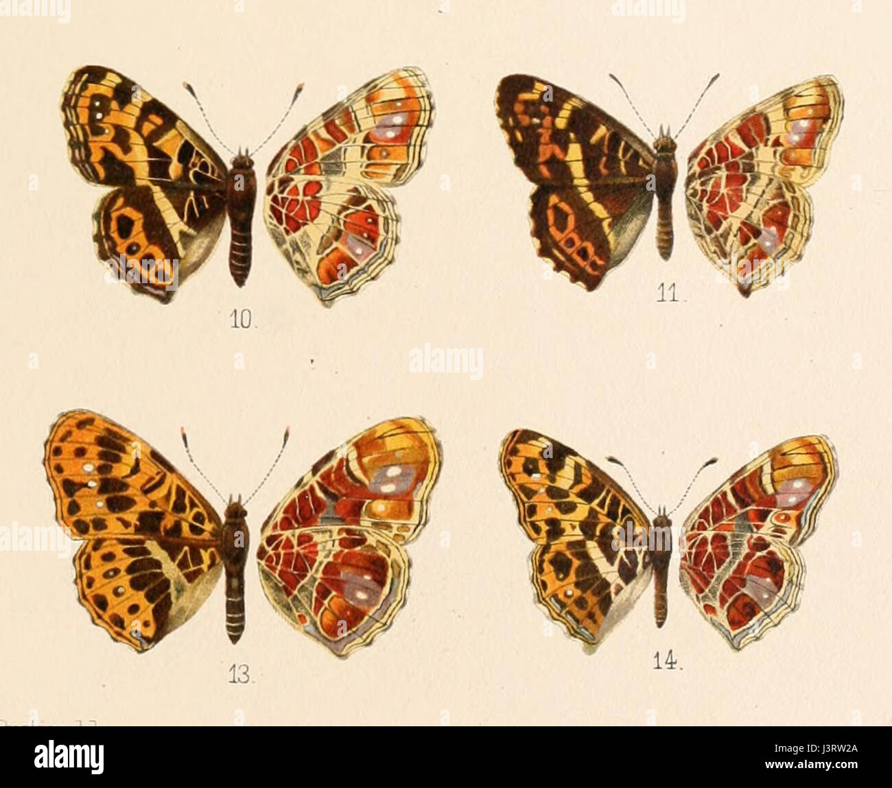 John Henry Leech Plate 26 Araschnia burejana Stock Photo - Alamy