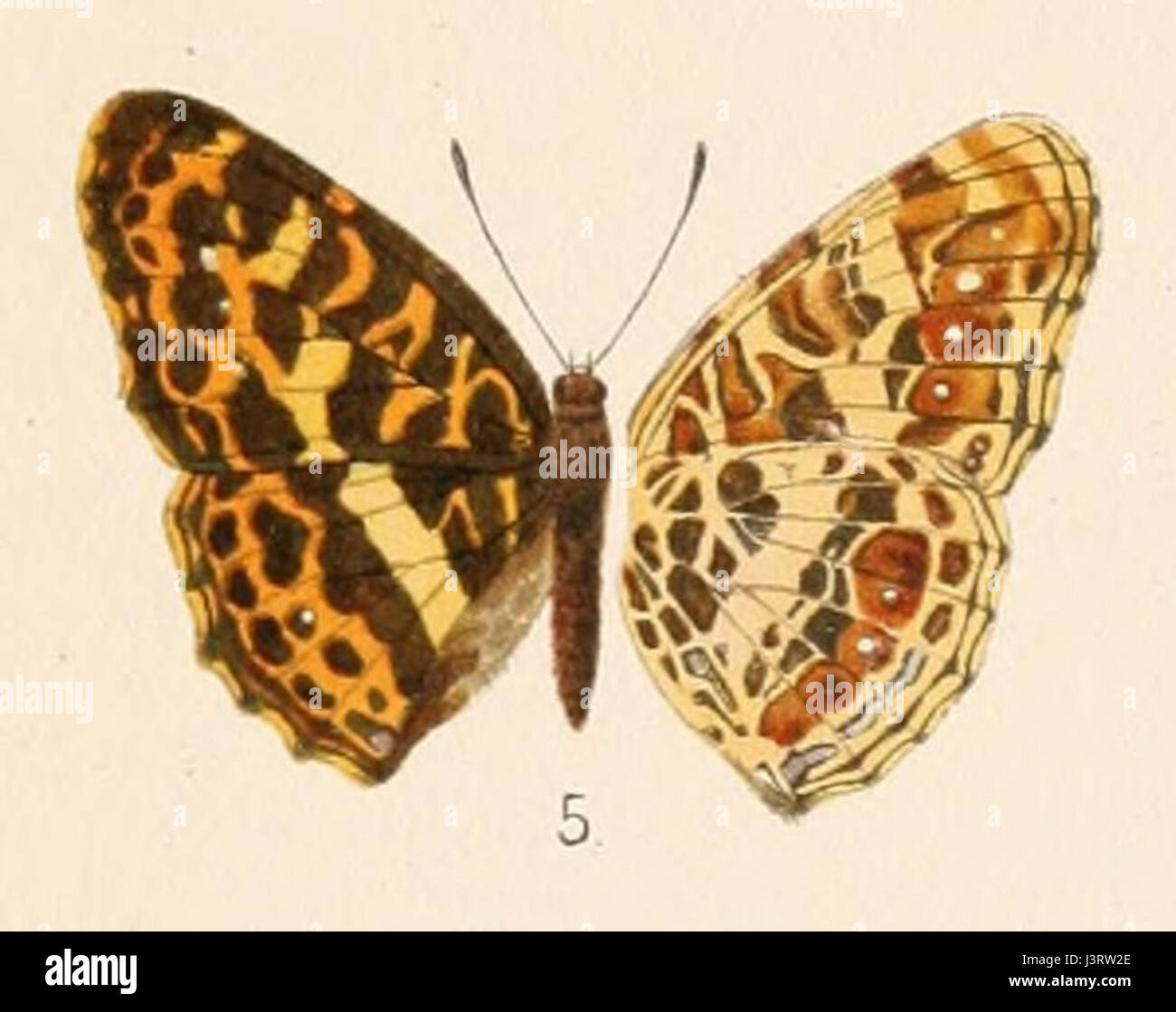 John Henry Leech Plate 26 Araschnia doris male Stock Photo - Alamy